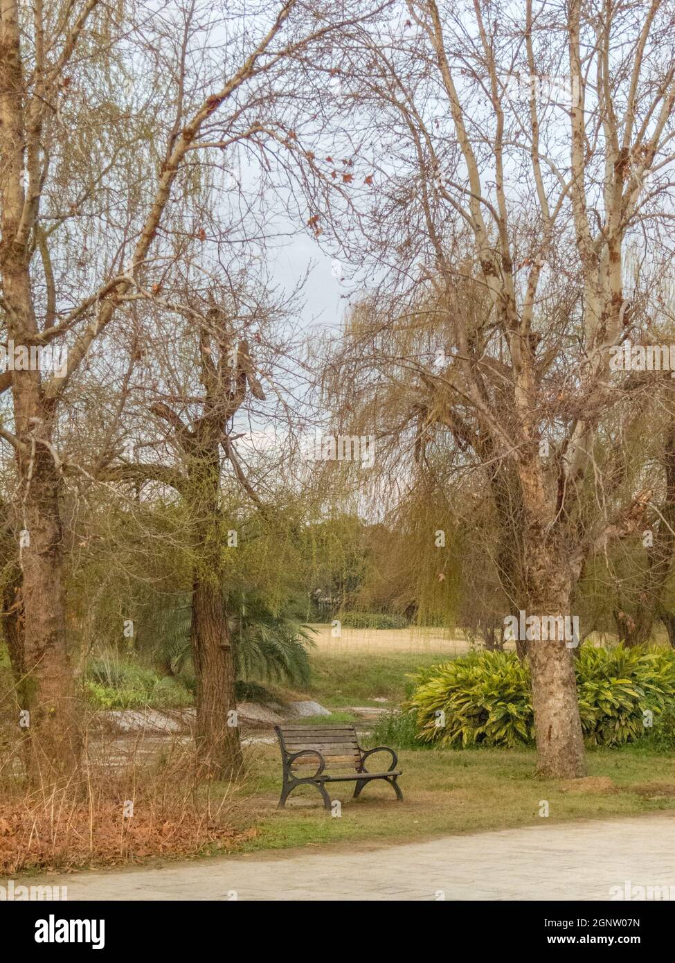 Late autumn scene of a park bench between trees without leaves Stock ...