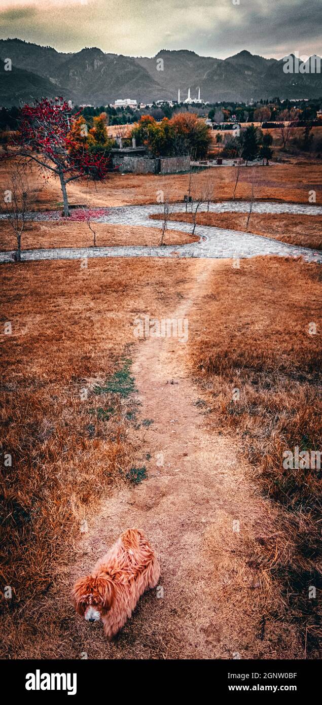 Red fluffy dog walking on the background of an autumn park, hills, and ...