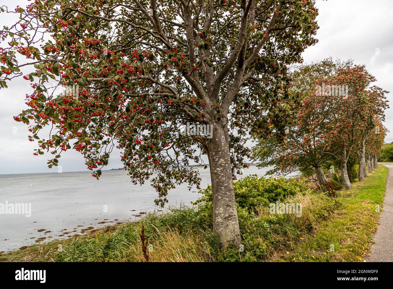Rowan berry avenue at Archipelago path (Øhavsstien), Denmark Stock ...