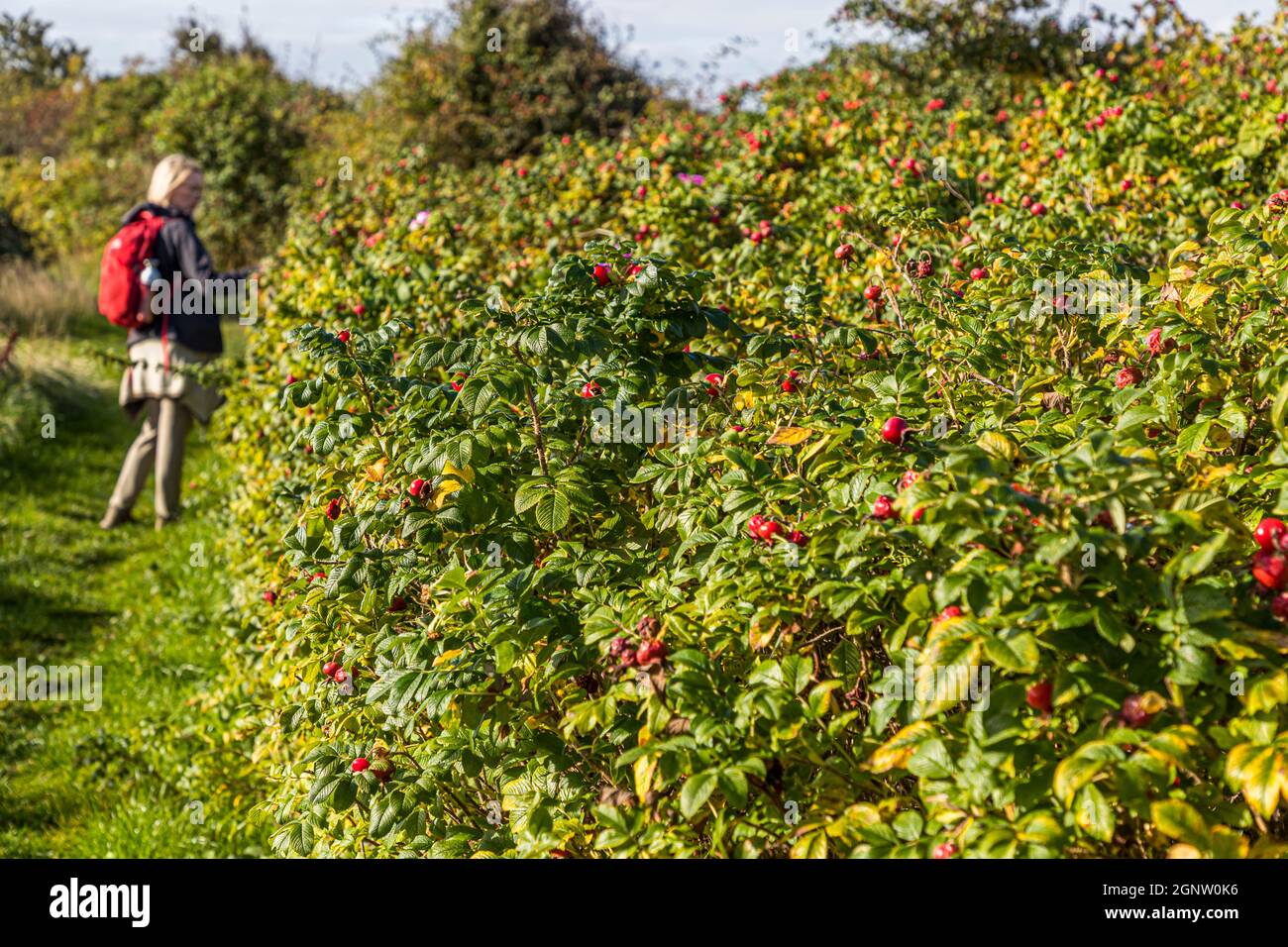 Gentle hills and soft paths on the Archipelago path (Øhavsstien). On ...