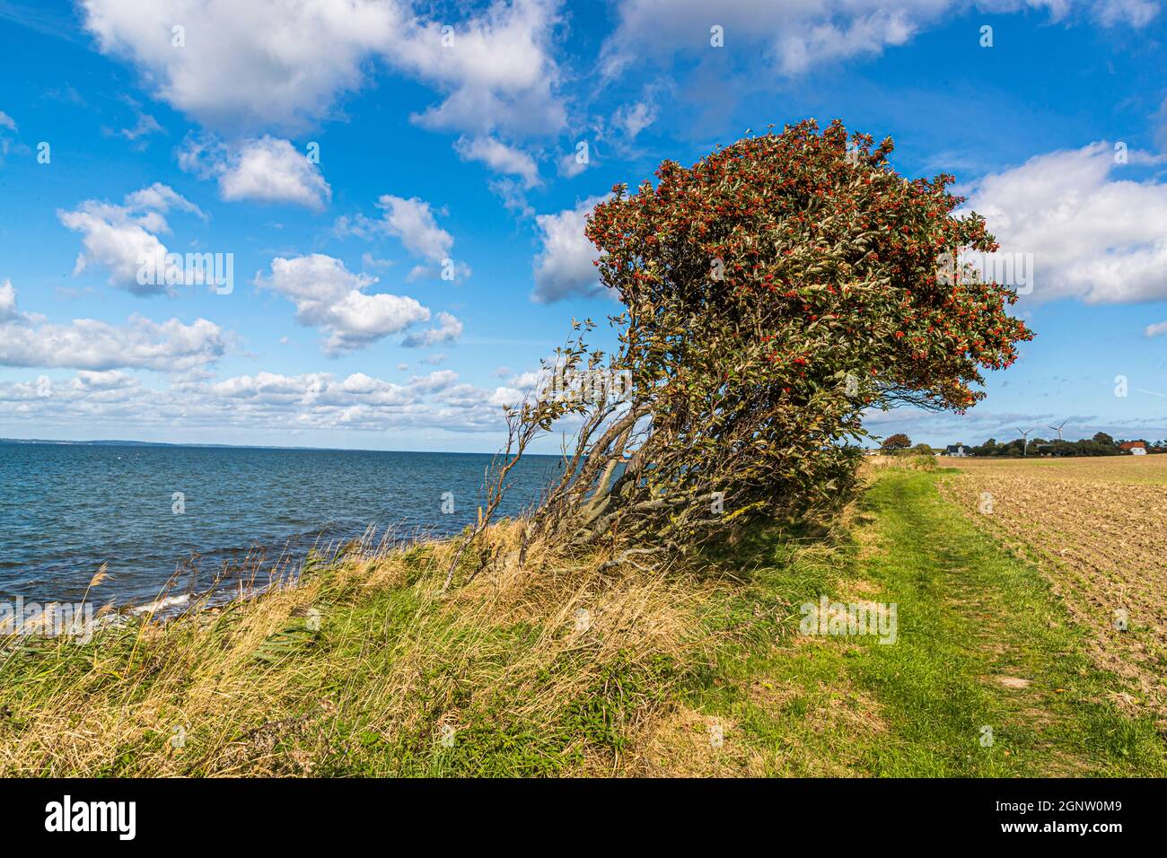 Gentle hills and soft paths on the Archipelago path (Øhavsstien). On ...