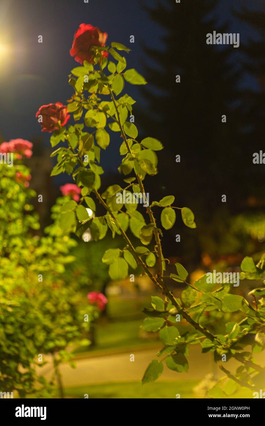 Glowing red rose flower bouquet hi-res stock photography and images - Alamy