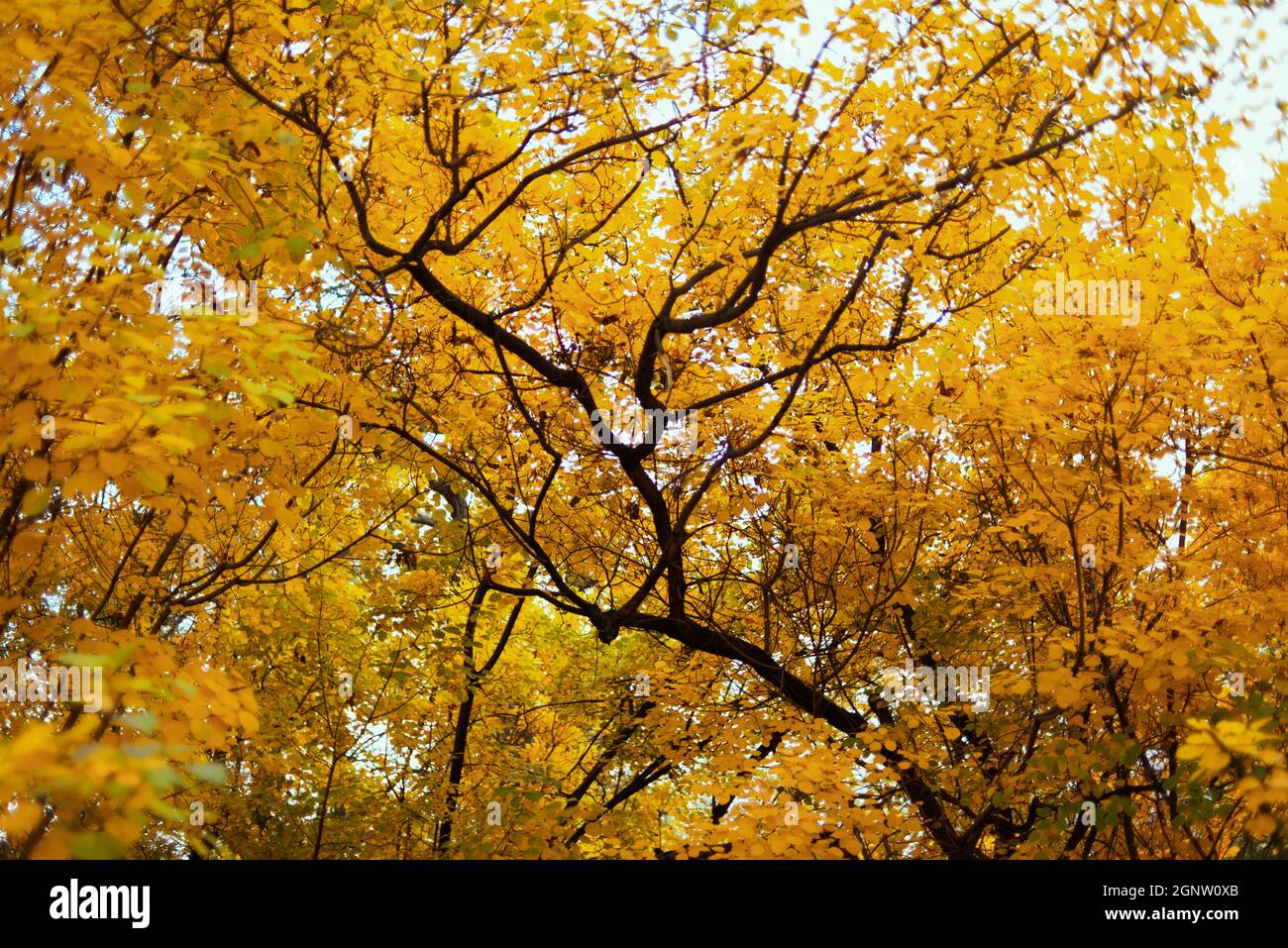 Hello september. autumn tree branches with yellow leaves in the city park Stock Photo - Alamy