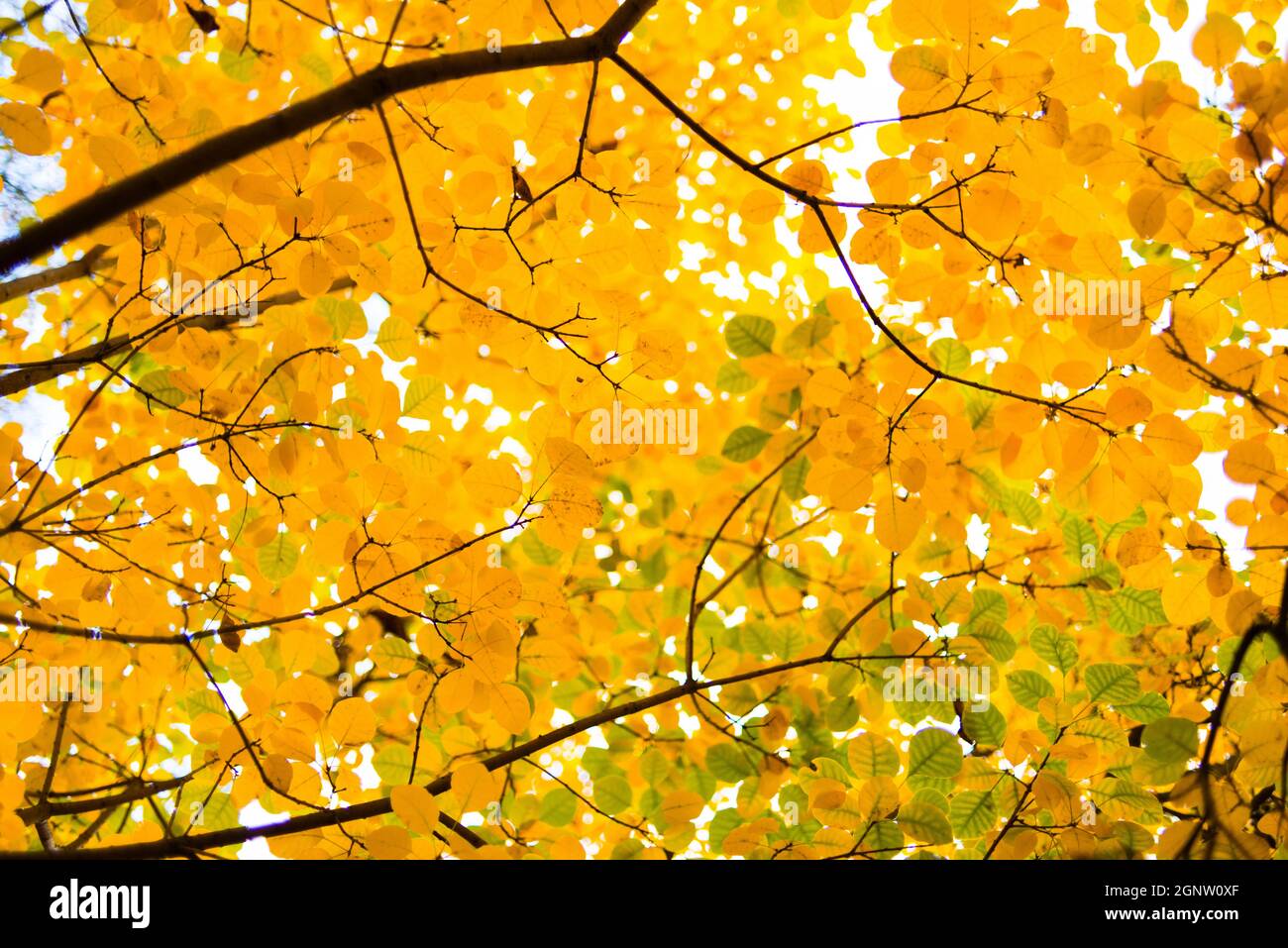 Hello november autumn tree hi-res stock photography and images - Alamy