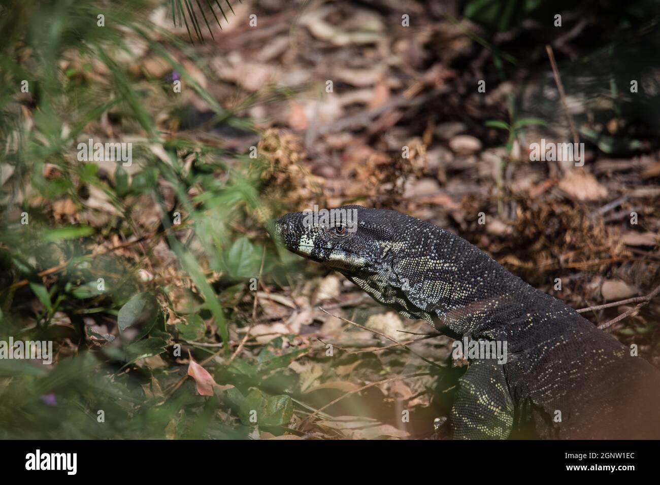 Beautiful wild goanna in Australia Stock Photo - Alamy