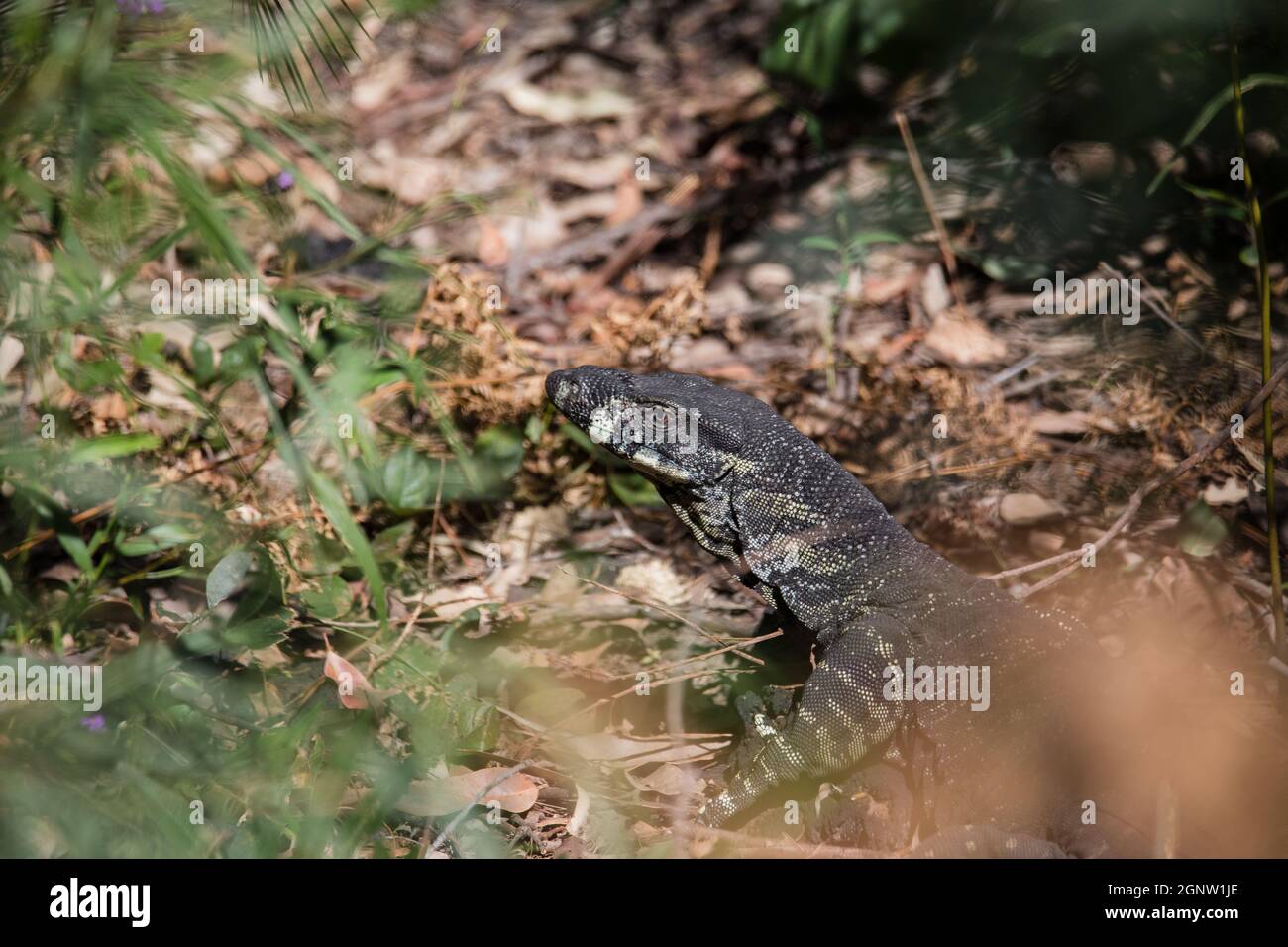 Beautiful wild goanna in Australia Stock Photo - Alamy