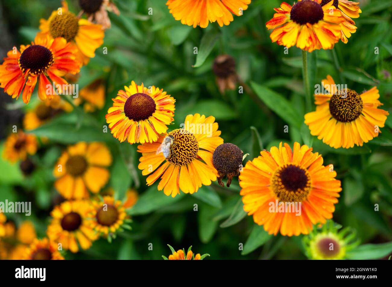 Helenium flowers buds hi-res stock photography and images - Alamy