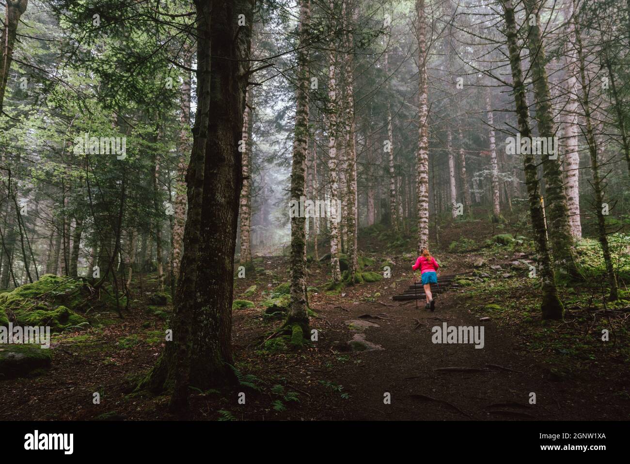 Back view of a female with trekking poles hiking in a misty forest ...