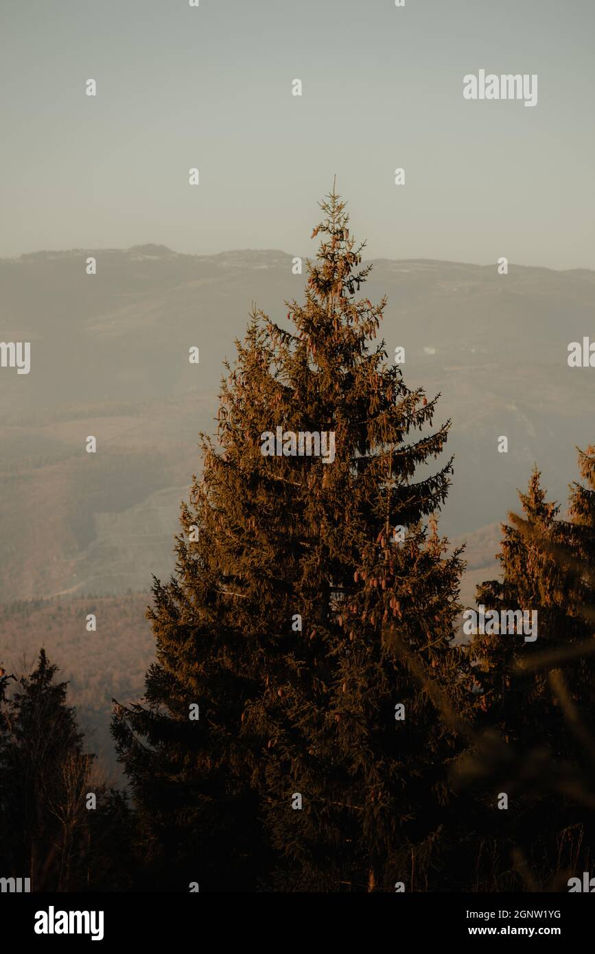 Vertical shot of a tall tree on a mountainside Stock Photo - Alamy