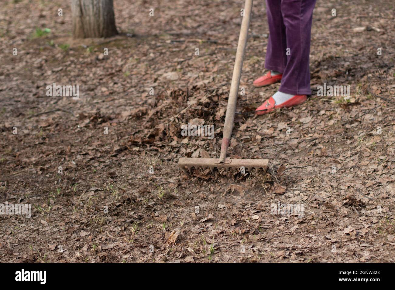 Cleaning of leaves with a rake. Cleaning the area from fallen leaves ...