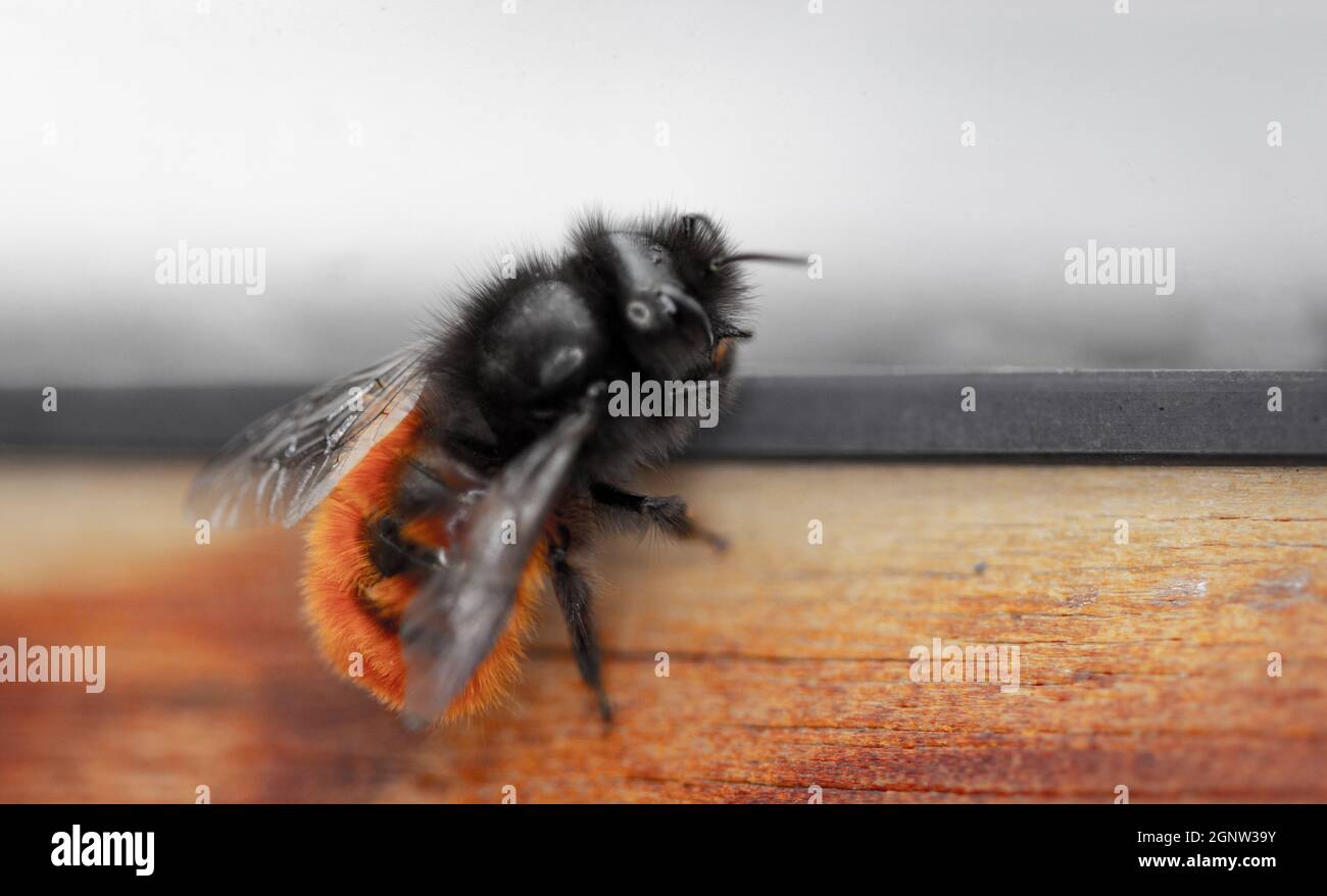 Closeup of a bee on the inside of a window Stock Photo - Alamy
