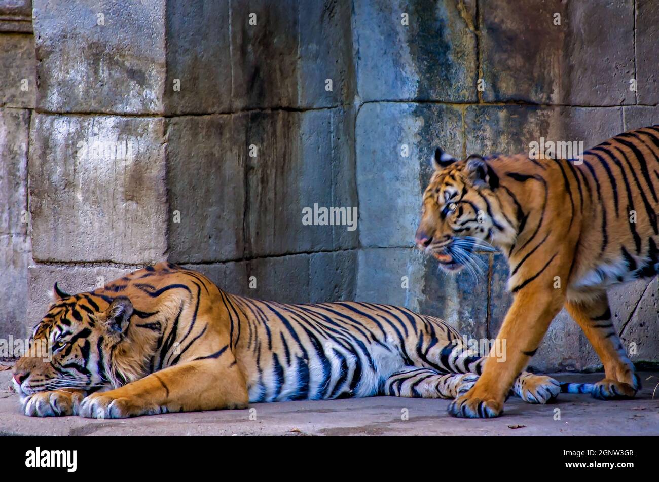 Sumatran tigers (Panthera tigris sumatrae) are pictured at the Memphis ...