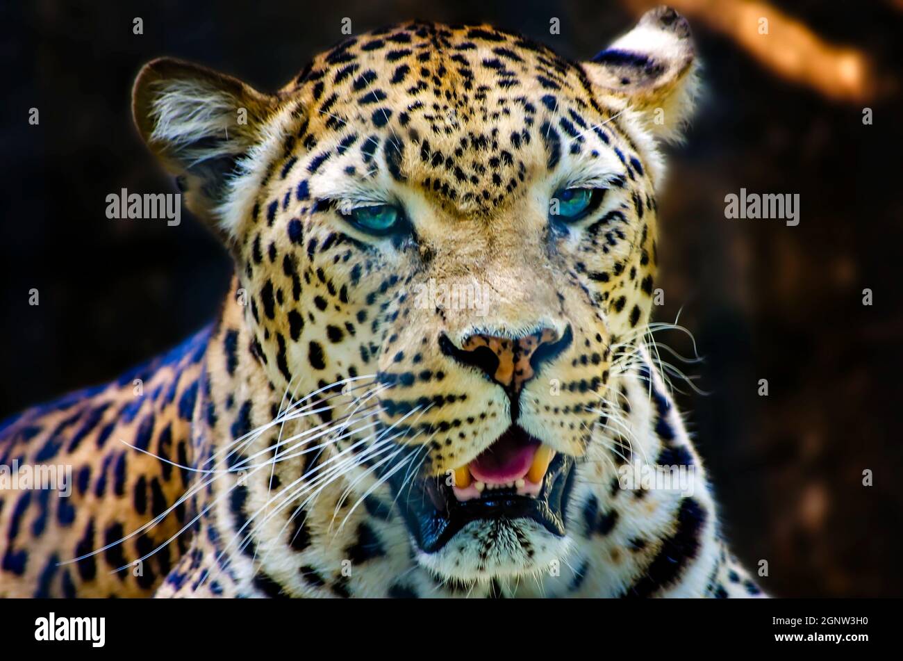 African zoo hi-res stock photography and images - Alamy