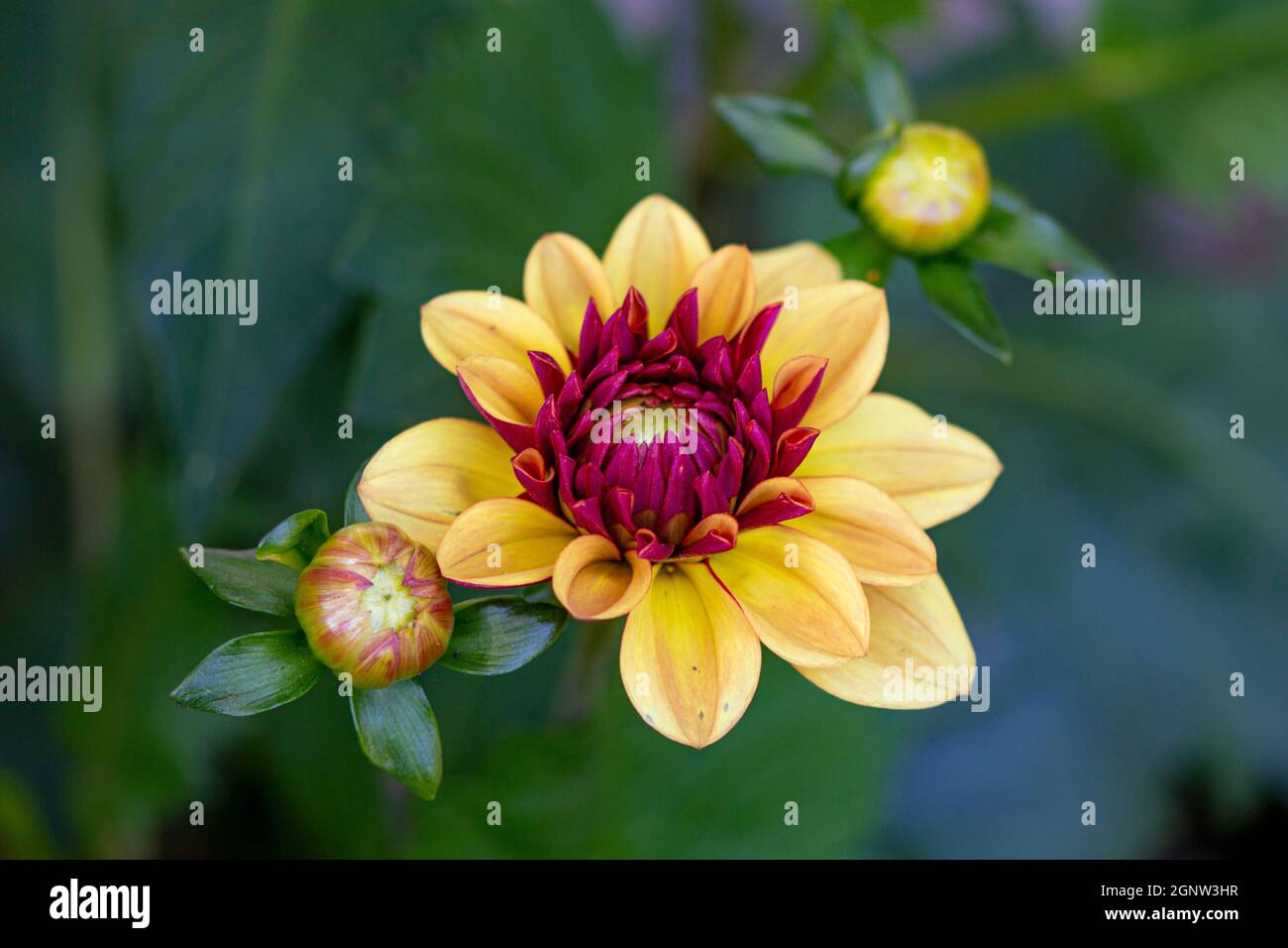 Dhalia flower hi-res stock photography and images - Alamy