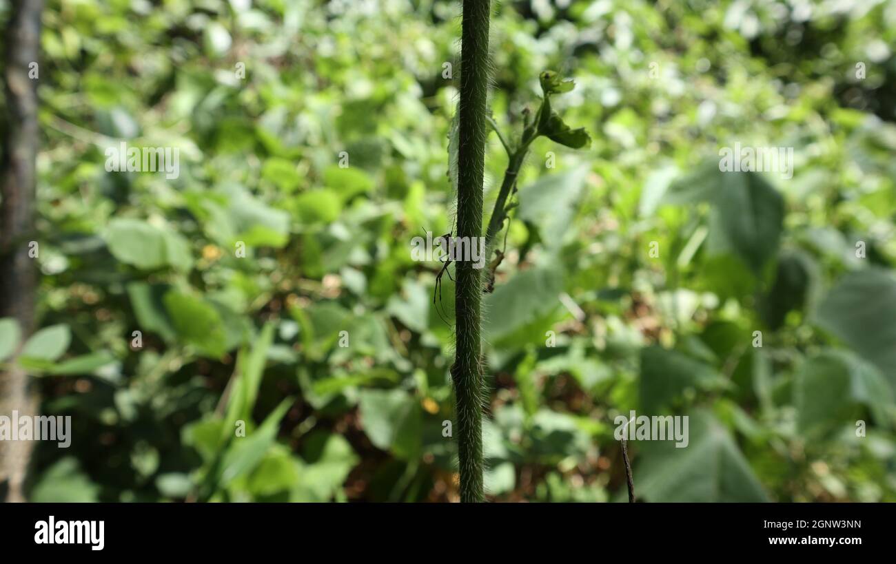 Close up of a large female spider and its web made on hairy musk mallow ...