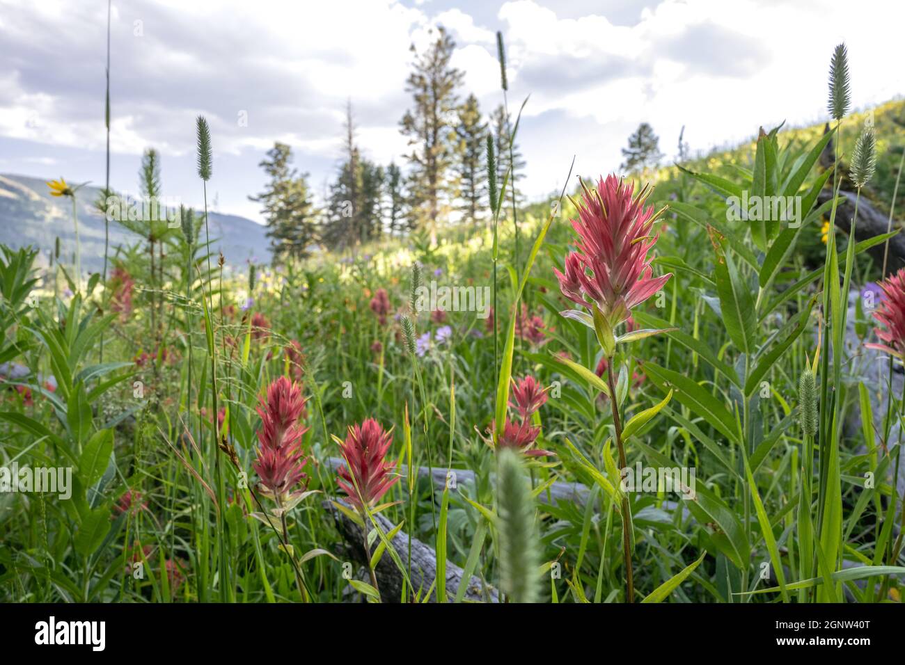 Peach Colored Indian Paintbrush in a Wildflower Field in Yellowstone ...