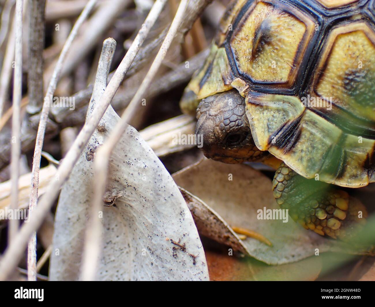 Immature Angulate Tortoise Amongst Foliage (Chersina angulata Stock ...