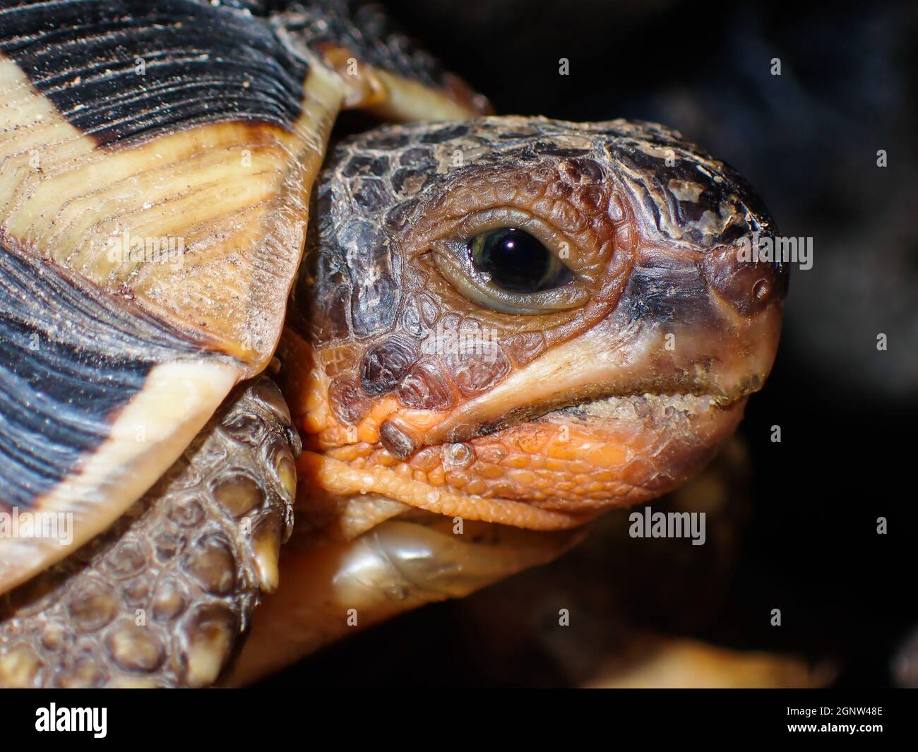 Angulate Tortoise Head Close-up Portrait (Chersina angulata Stock Photo ...