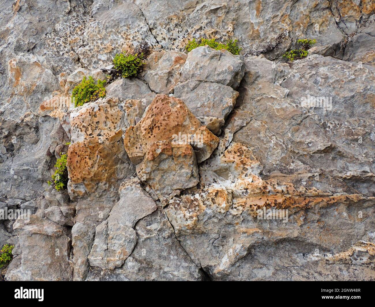 Rough Coastal Rock Face With Natural Plant Growth Stock Photo - Alamy