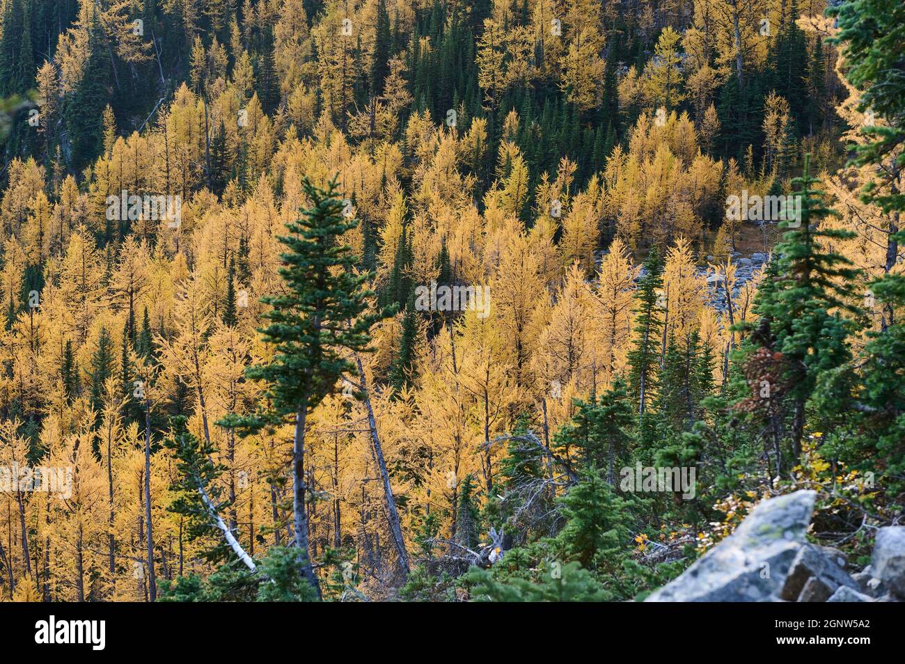 Larch trees (Larix decidua) among evergreen firs from Saddle Mountain ...