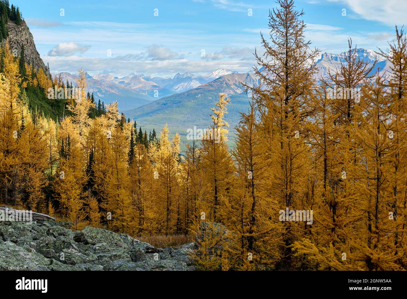 Larch trees (Larix decidua) among evergreen firs from Saddle Mountain ...