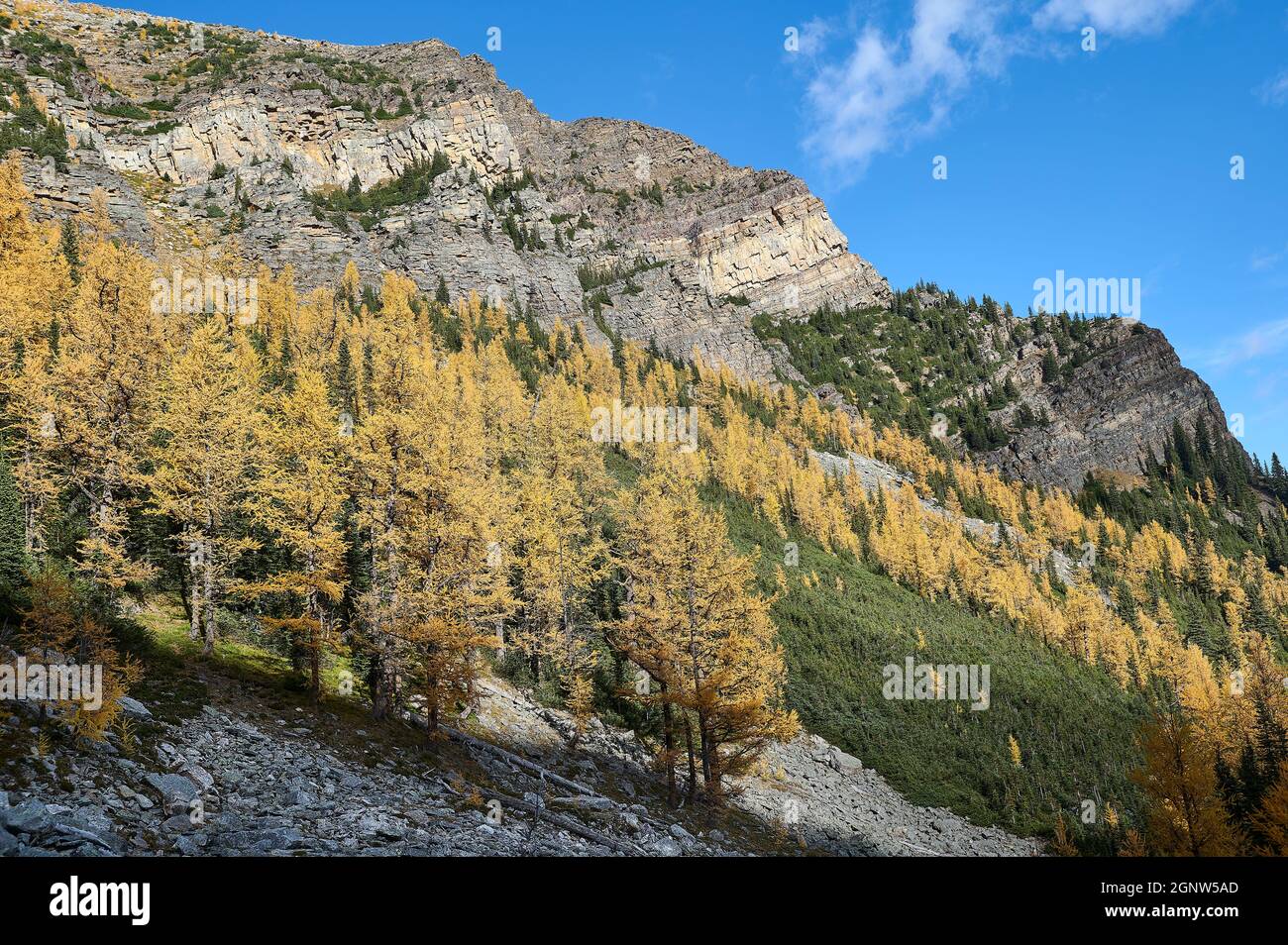 Larch trees (Larix decidua) among evergreen firs from Saddle Mountain ...