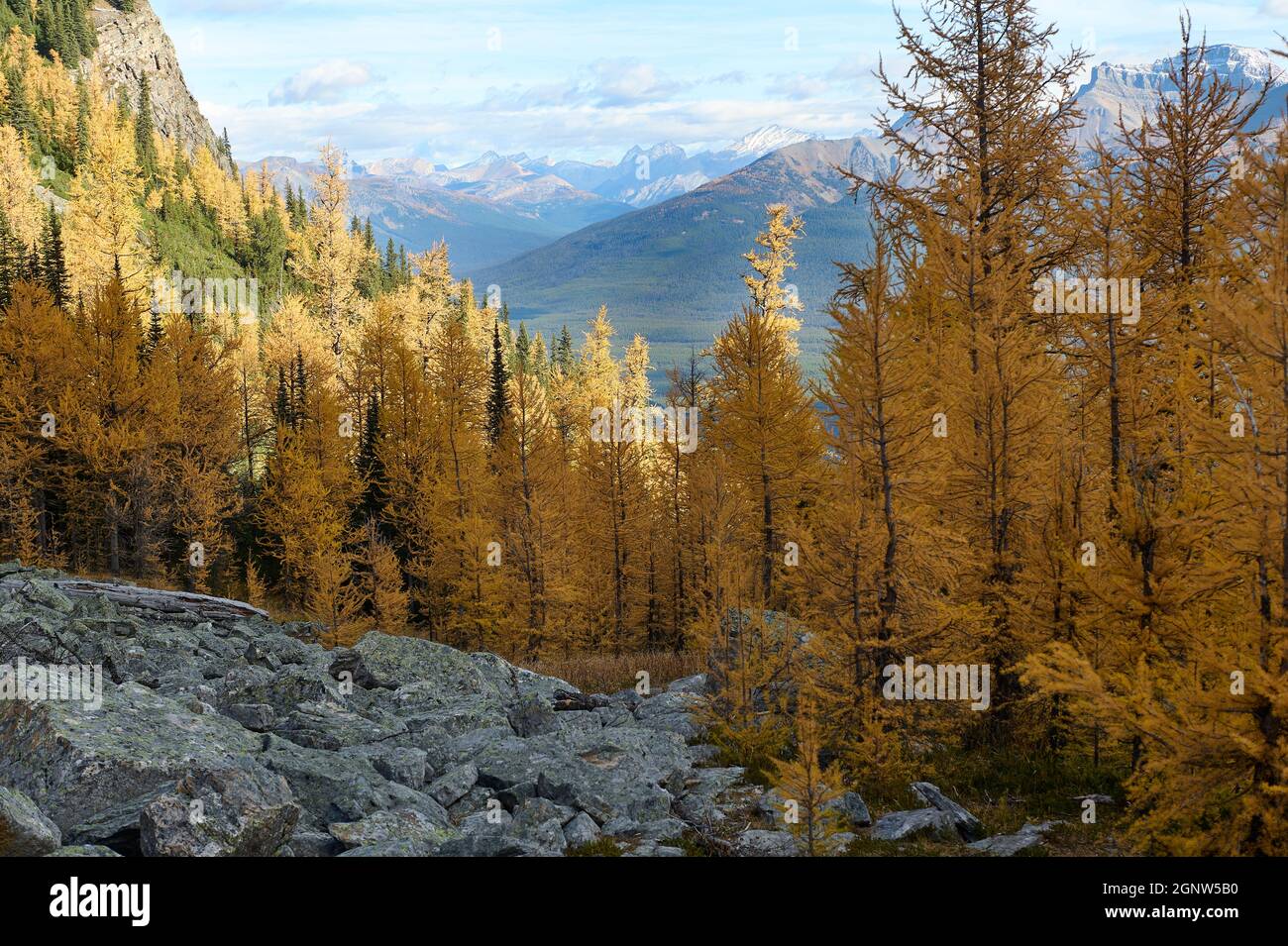Larch trees (Larix decidua) among evergreen firs from Saddle Mountain ...