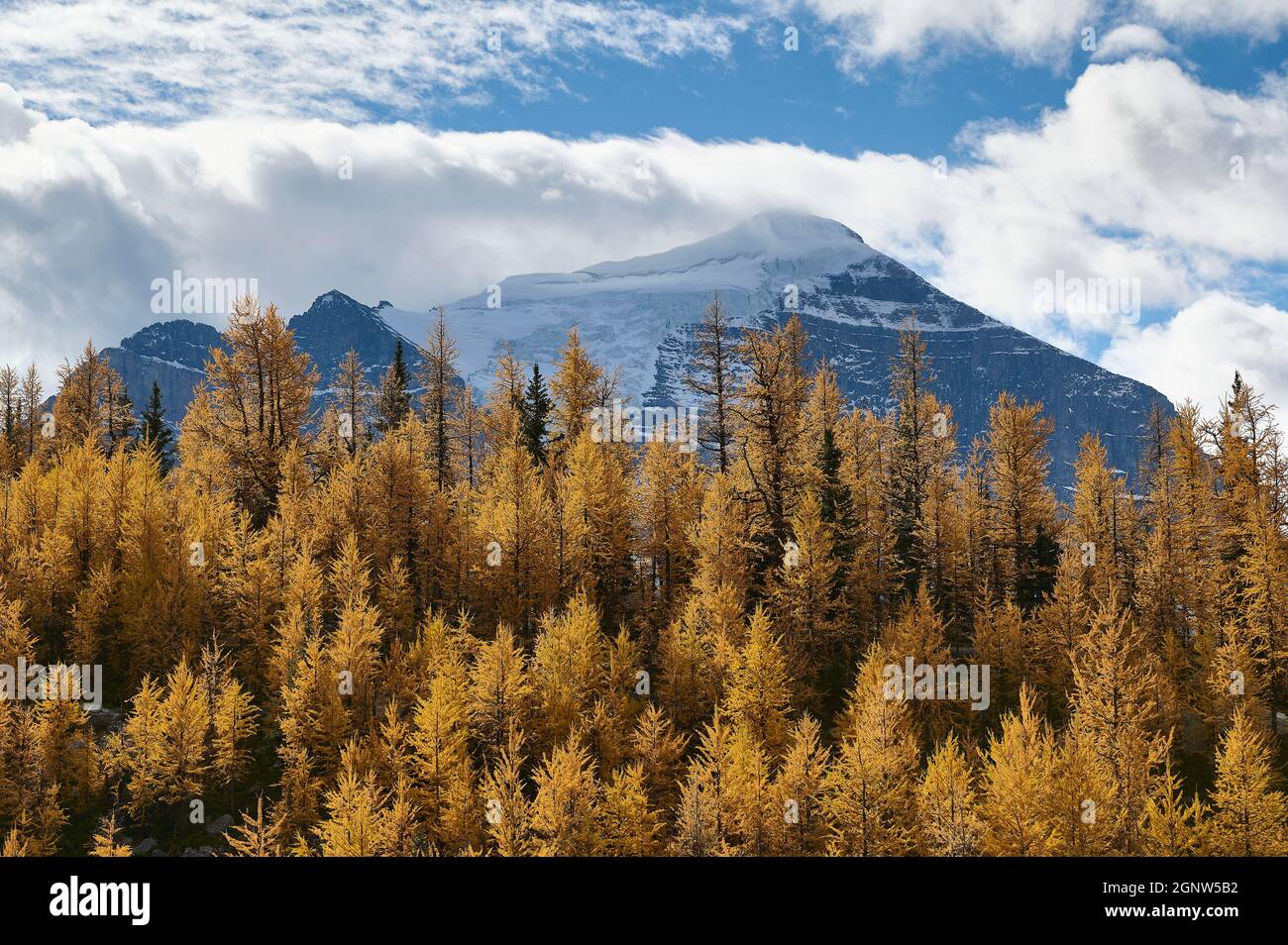 Larch trees (Larix decidua) with Mount Temple and Temple glacier behind ...