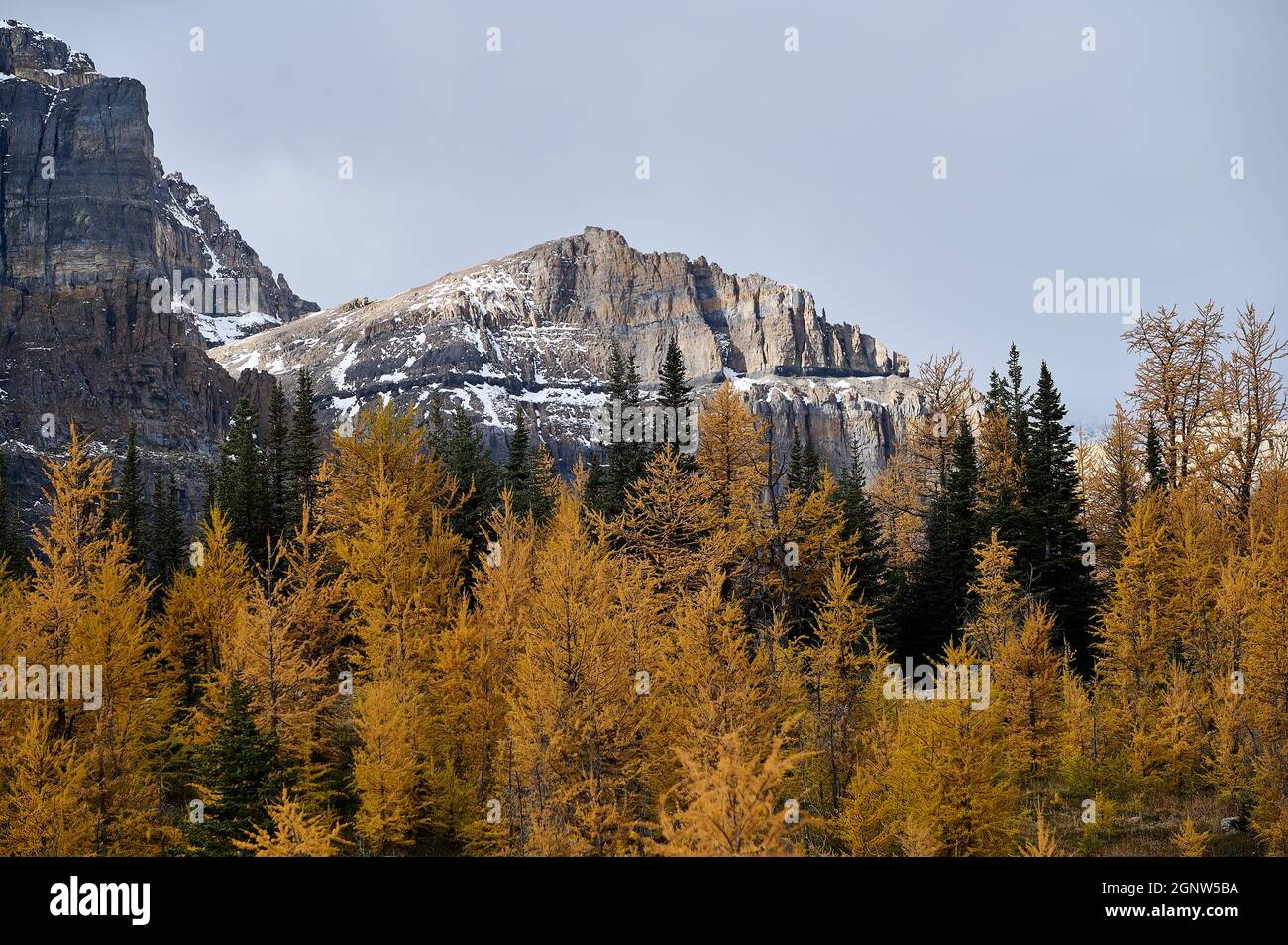 Larch trees (Larix decidua) below Fairview Mountain, Banff National ...