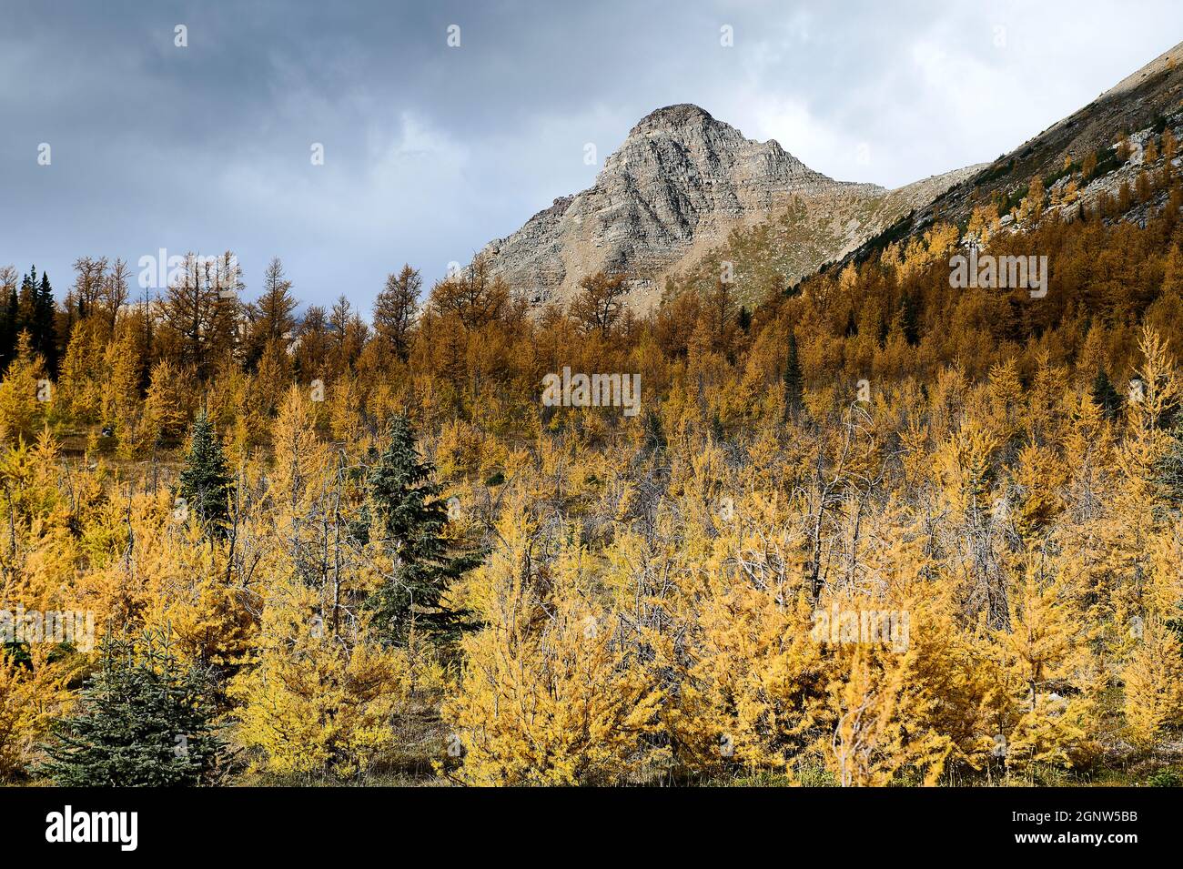 Larch trees (Larix decidua) below Fairview Mountain, Banff National ...