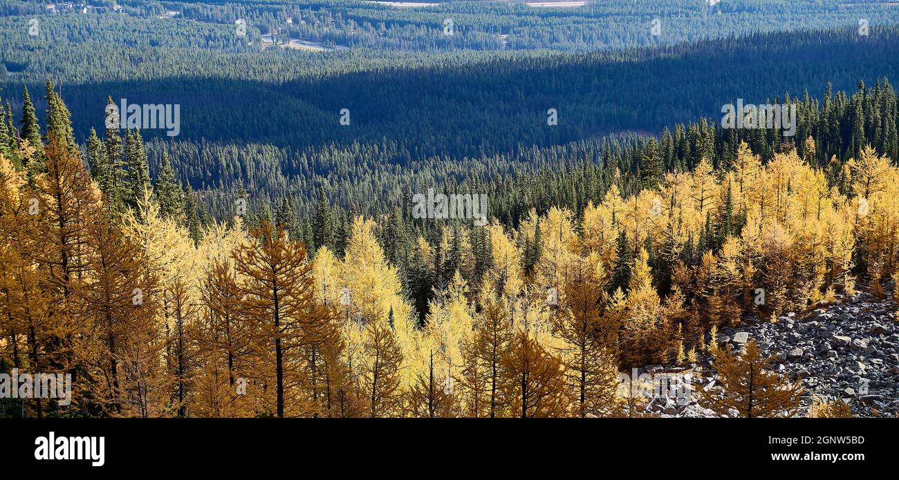 Larch trees (Larix decidua) among evergreen firs from Saddle Mountain ...