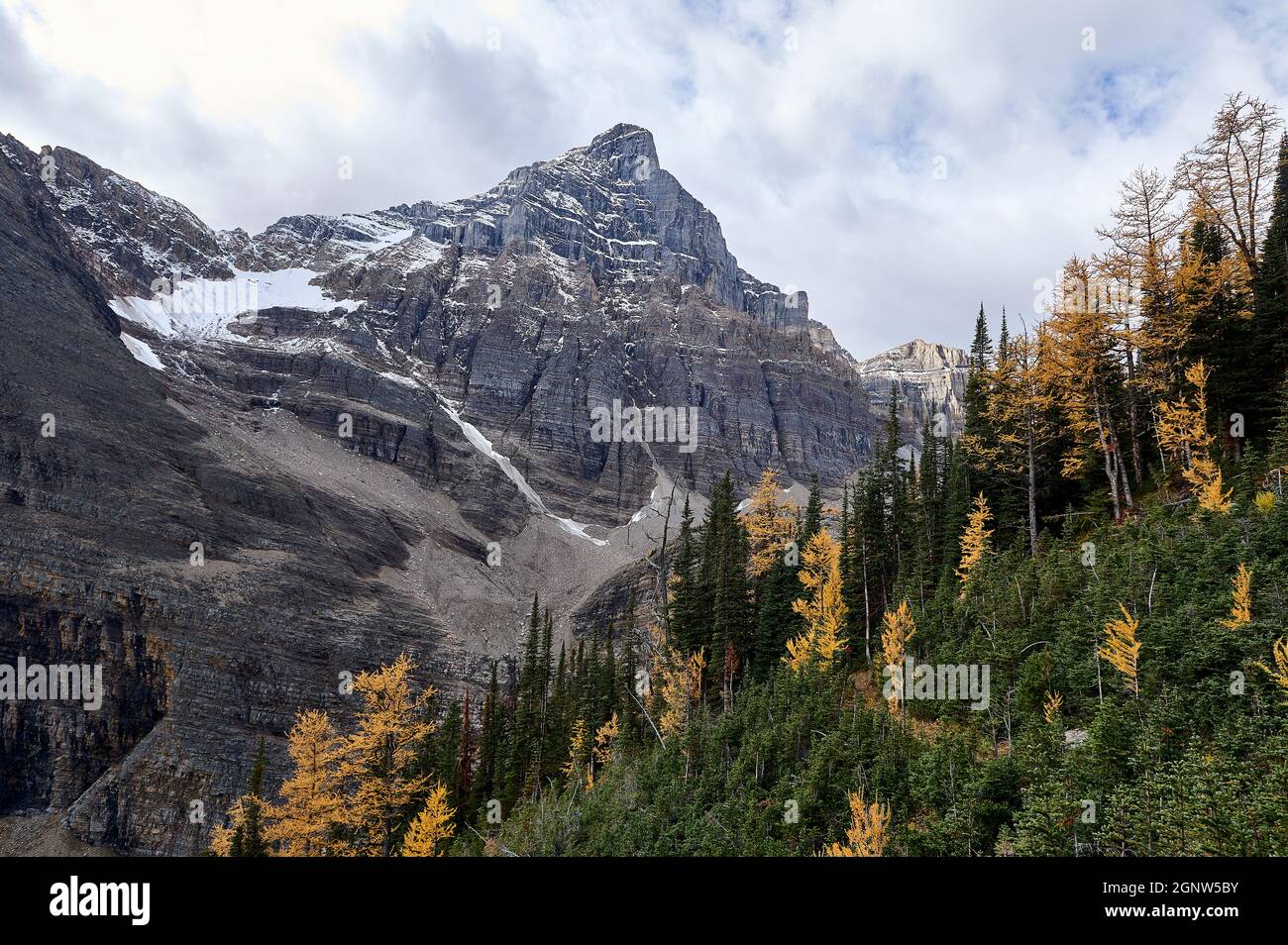 Larch trees (Larix decidua) Haddo Peak (R) behind, Saddle Mountain ...