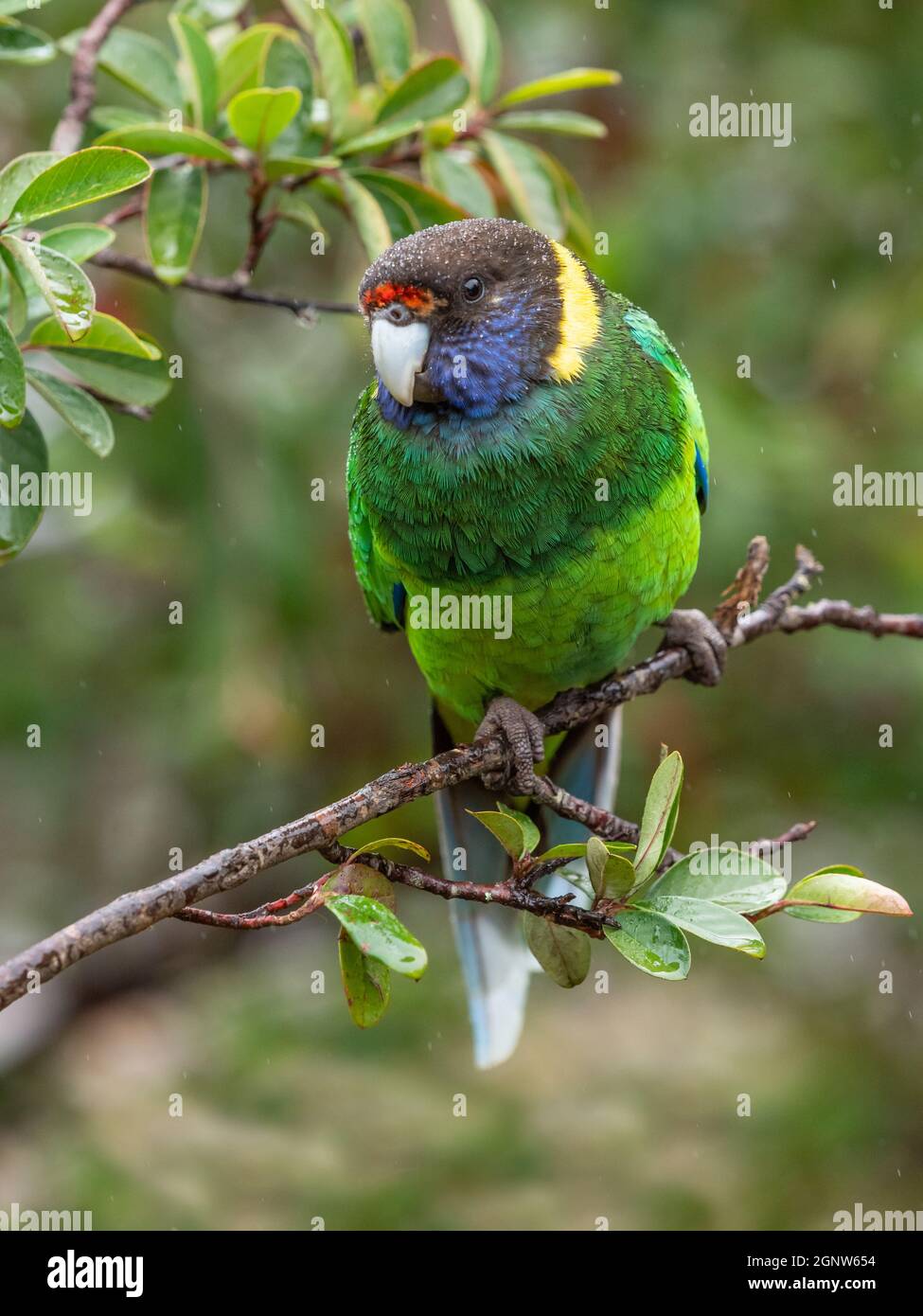An Australian Ringneck of the western race, known as the Twenty-eight ...