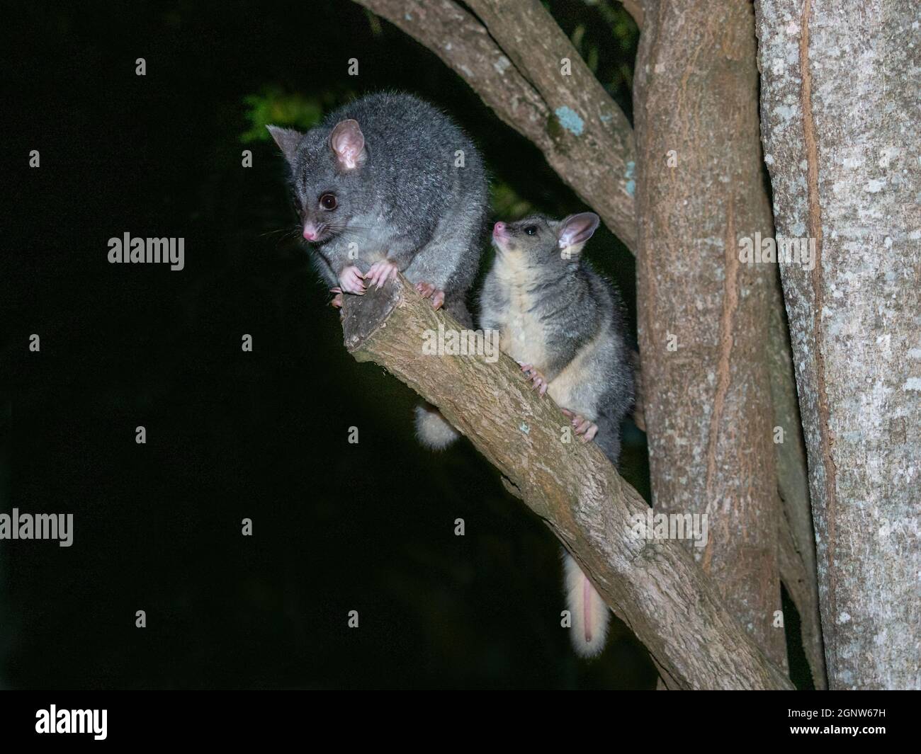 A young Common Brushtail Possum with its mother in a tree in Western ...