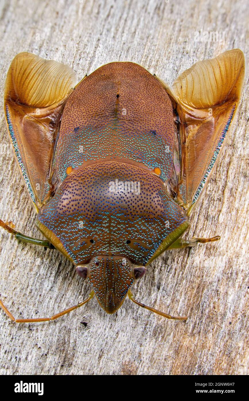 Macro closeup looking down on a Gorse Shield Bug Stock Photo - Alamy