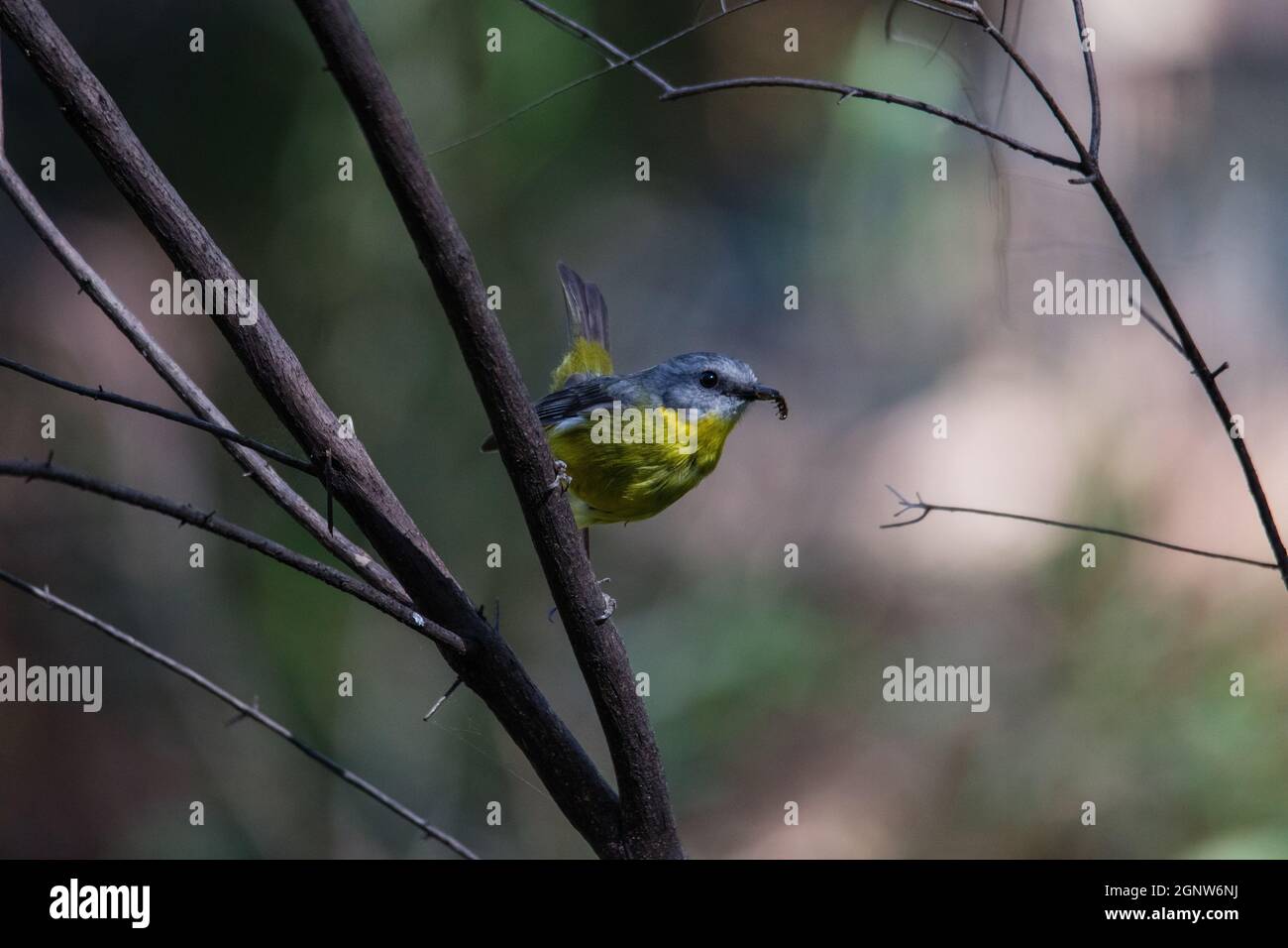 Beautiful eastern yellow robin (Australia Stock Photo - Alamy