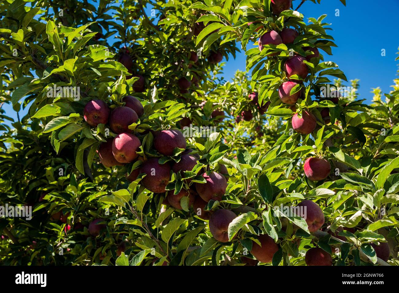 Red Delicious Apples ready to be harvested. When the apples are ripe ...