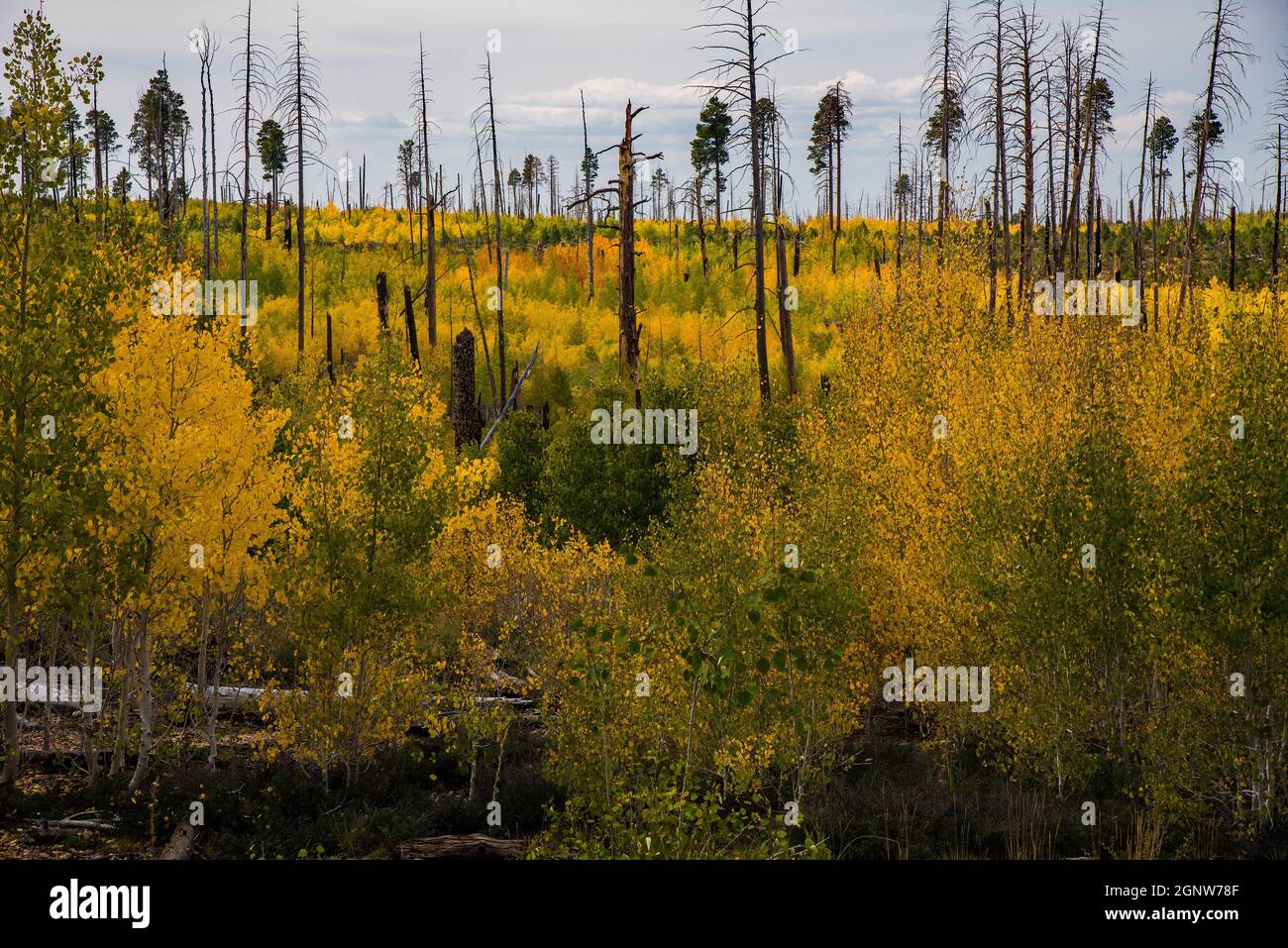 Golden quaking aspen in a burned out ponderosa forest. New and ...