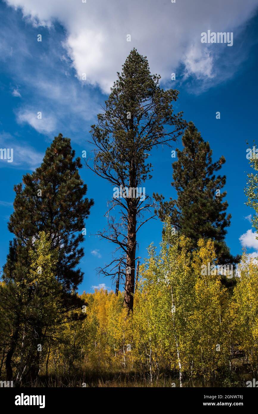 Ponderosa Pine and Quaking Aspen with blue sky and white clouds Stock ...