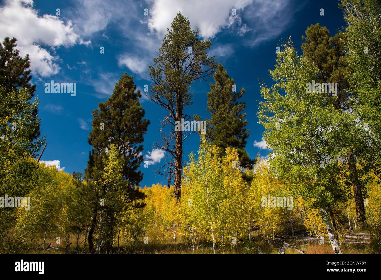 Ponderosa Pine and Quaking Aspen with blue sky and white clouds Stock ...