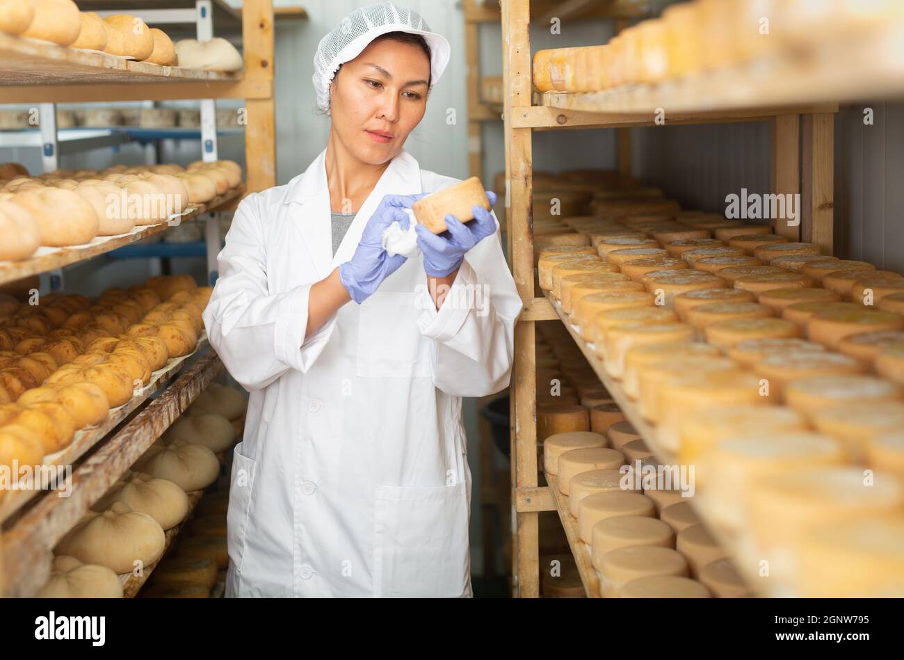 Cleaning cheese while it matures at cheese factory Stock Photo - Alamy