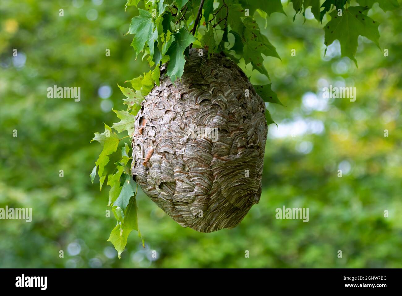 Bald-faced hornet ( Dolichovespula maculata ) Nest on a tree in the ...