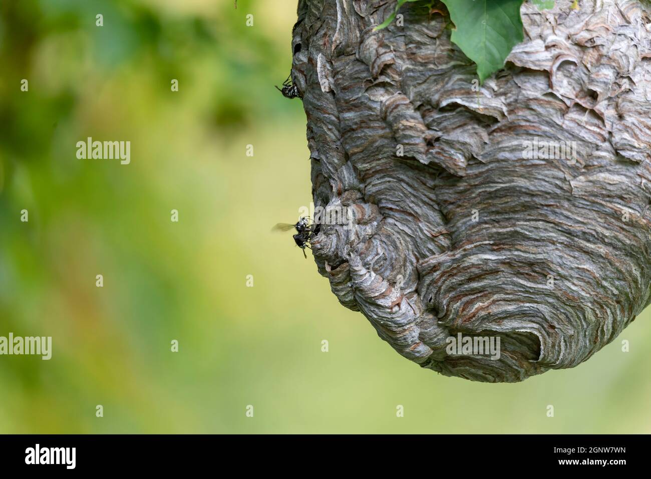 Bald-faced hornet ( Dolichovespula maculata ) Nest on a tree in the park. Species of wasp also ...