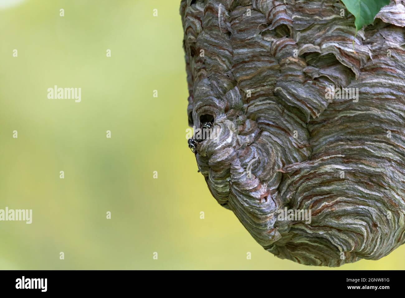 Bald-faced hornet ( Dolichovespula maculata ) Nest on a tree in the ...
