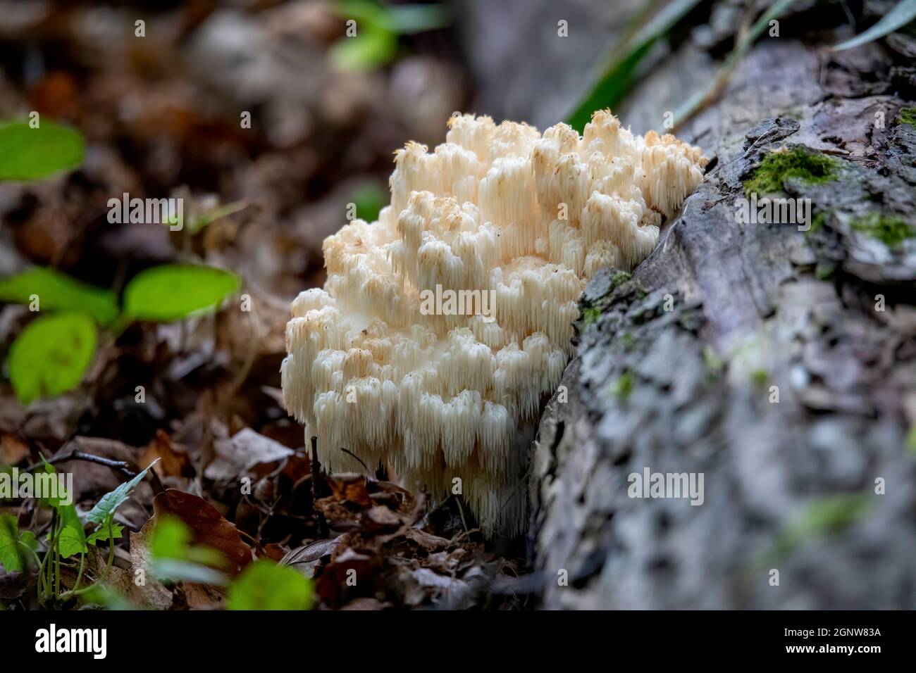 Lion's mane , (Hericium erinaceus ) also called monkey head mushroom ...