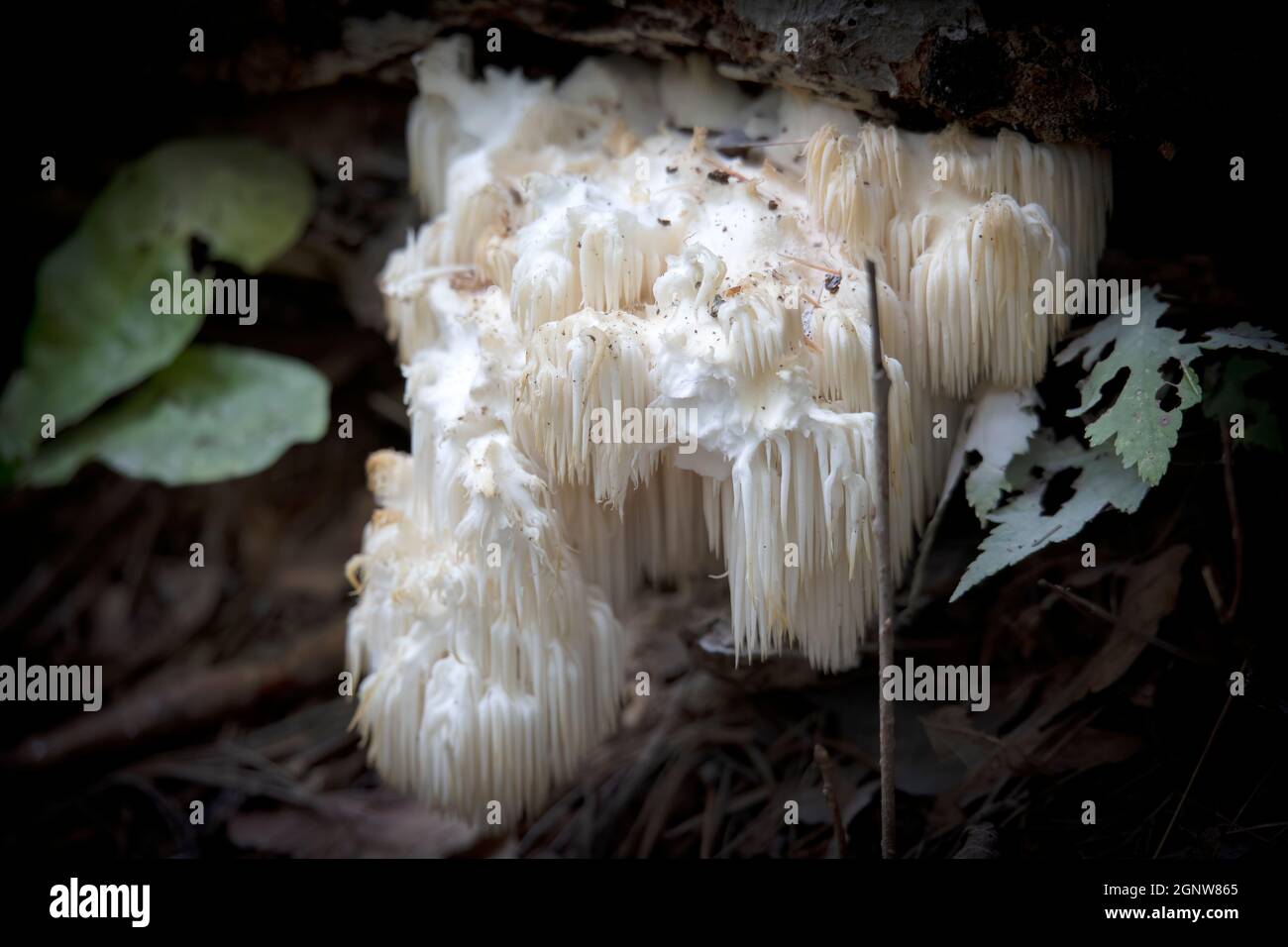 Lion's mane , (Hericium erinaceus ) also called monkey head mushroom ...