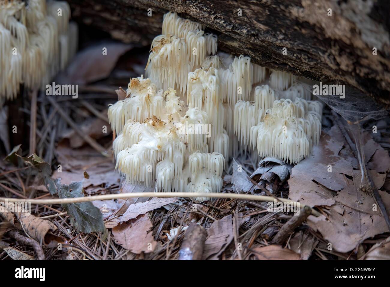 Healthy monkey head mushroom mushrooms hi-res stock photography and ...