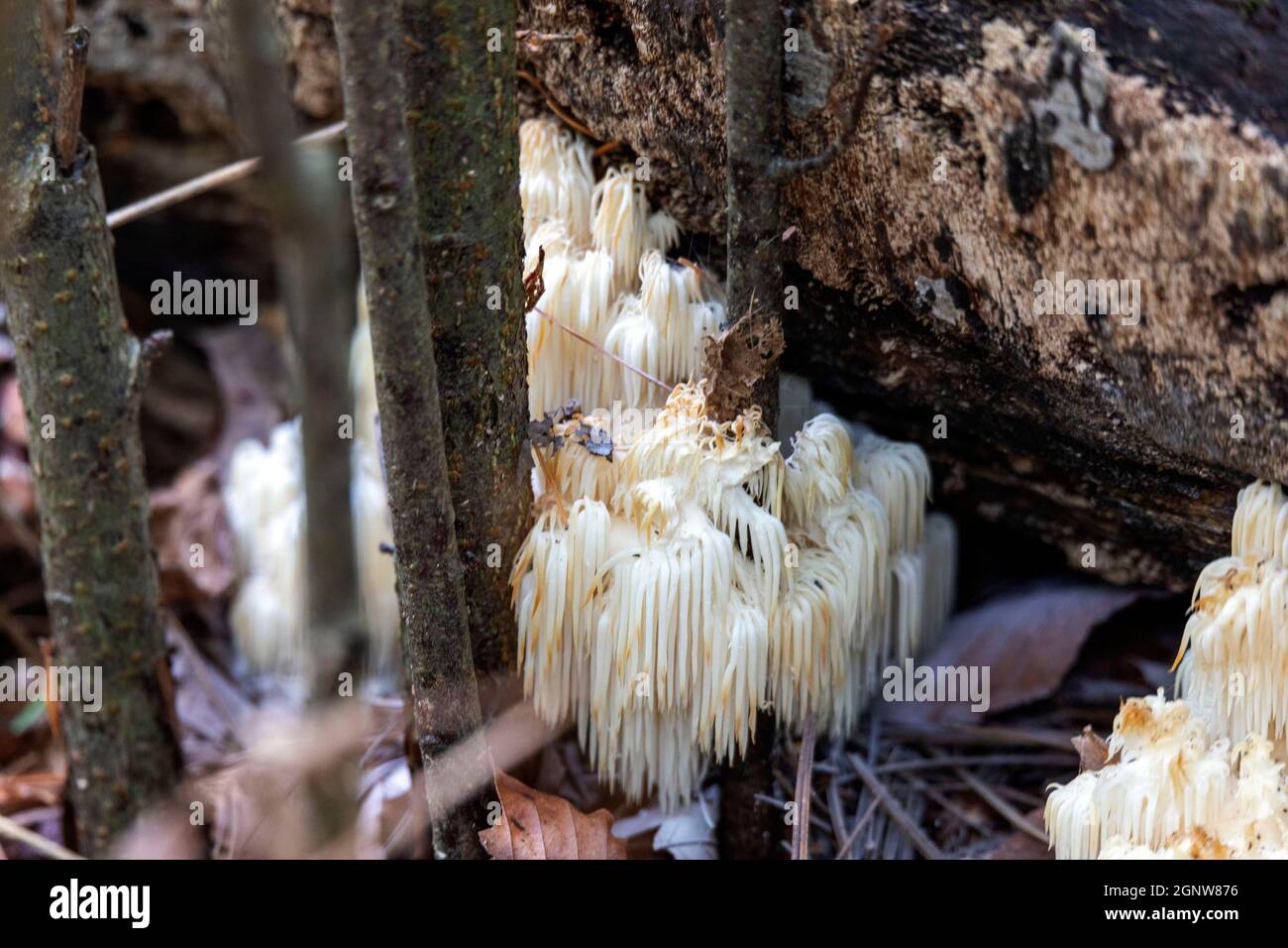 Lion's mane , (Hericium erinaceus ) also called monkey head mushroom ...