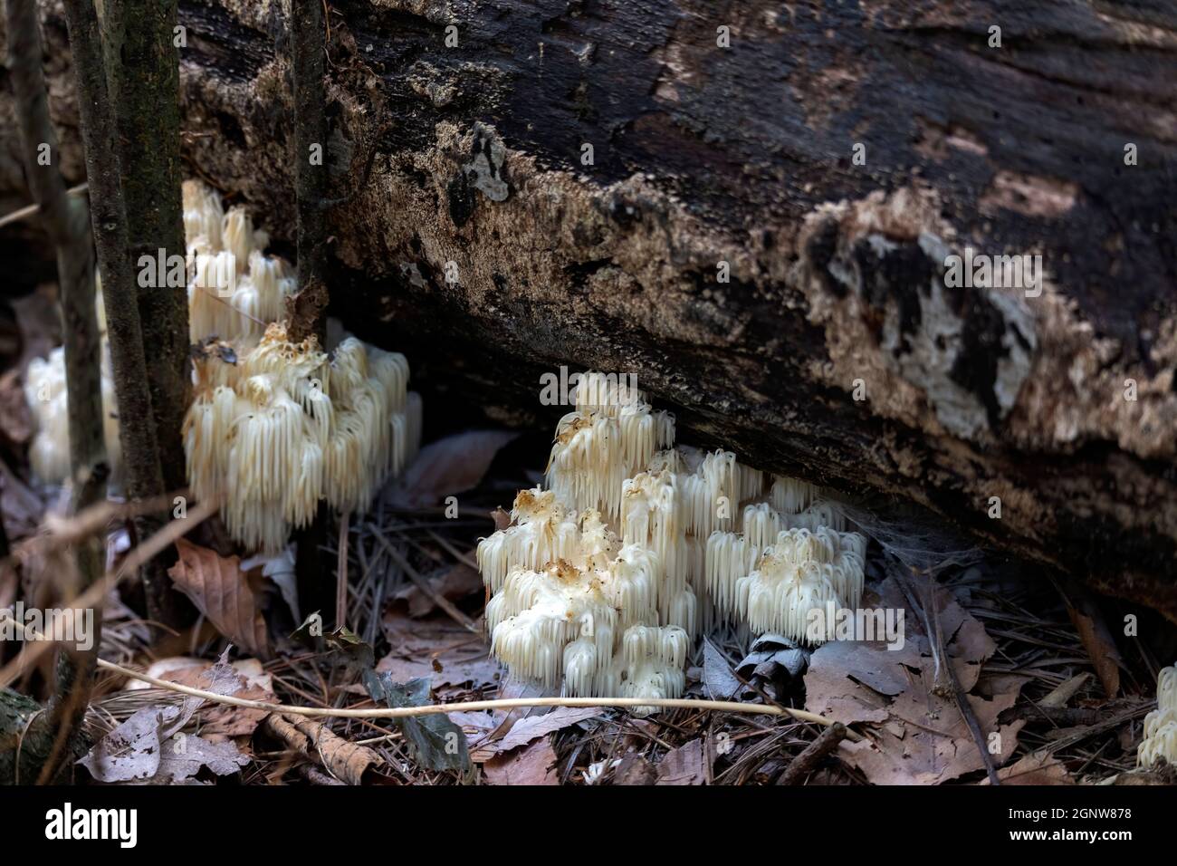 Lion's mane , (Hericium erinaceus ) also called monkey head mushroom ...