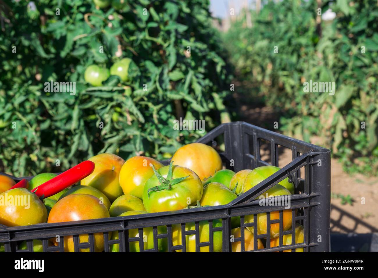 Underripe tomatoes hi-res stock photography and images - Alamy